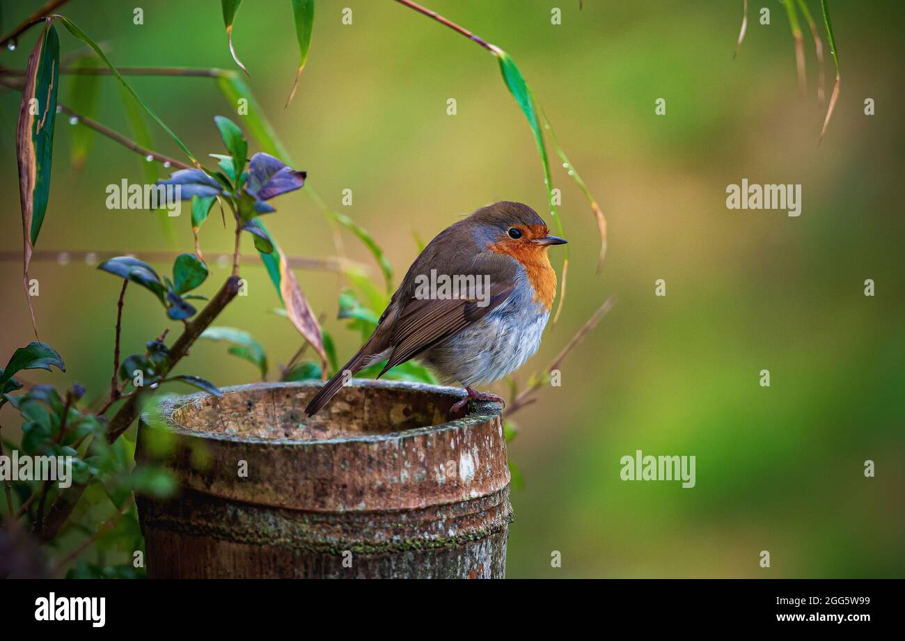 Little Robin Redbreast Stock Photo - Alamy