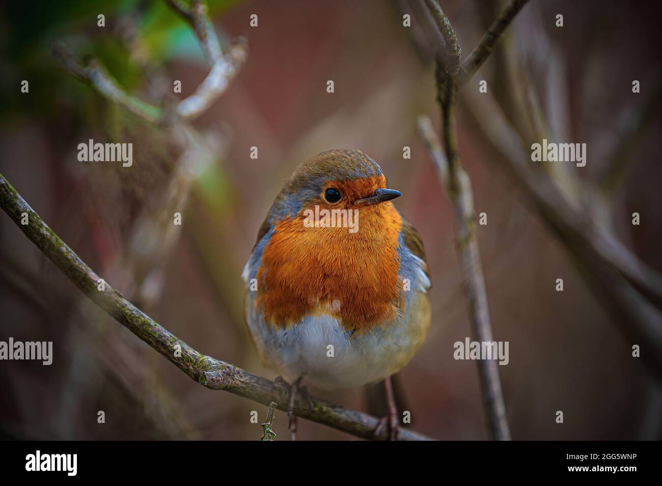 Robin redbreaast hi-res stock photography and images - Alamy