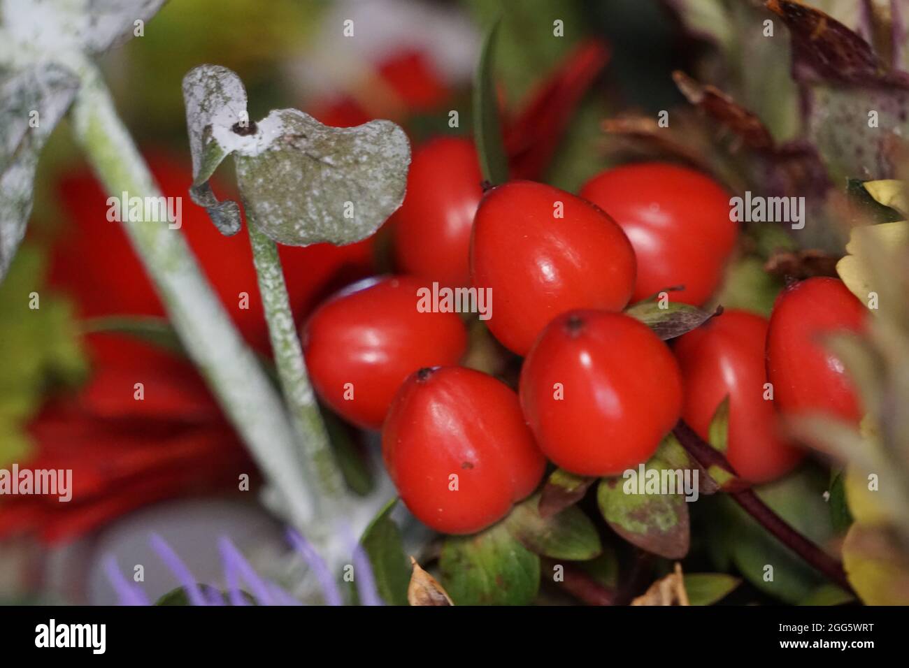 A shallow focus closeup shot of small red Cornelian cherries Stock ...
