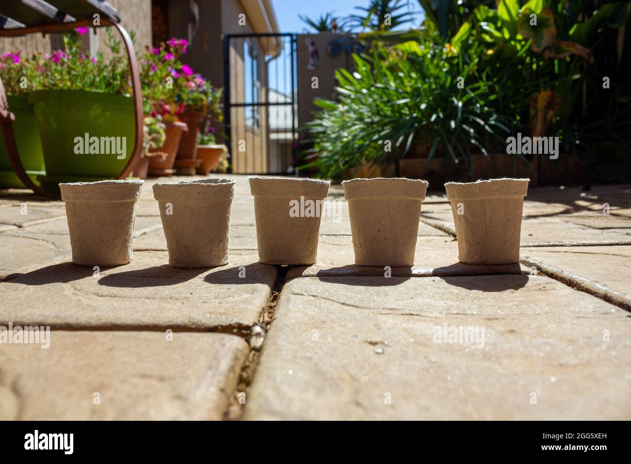 Cardboard plant hi-res stock photography and images - Alamy