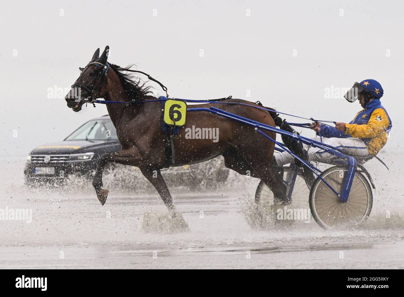 Cuxhaven, Germany. 29th Aug, 2021. A trotter runs with his driver in a ...