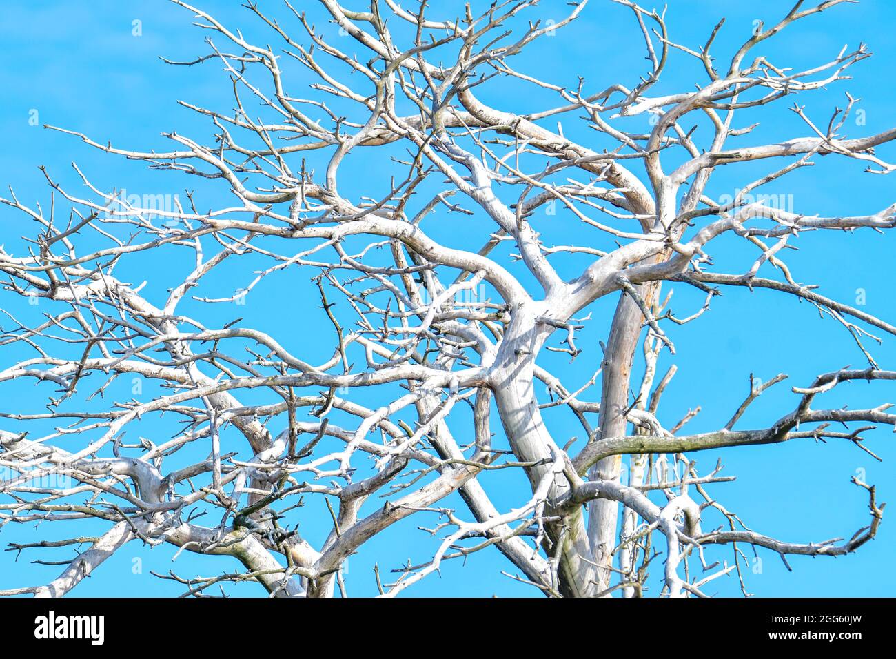 Tree without leaves hi-res stock photography and images - Alamy