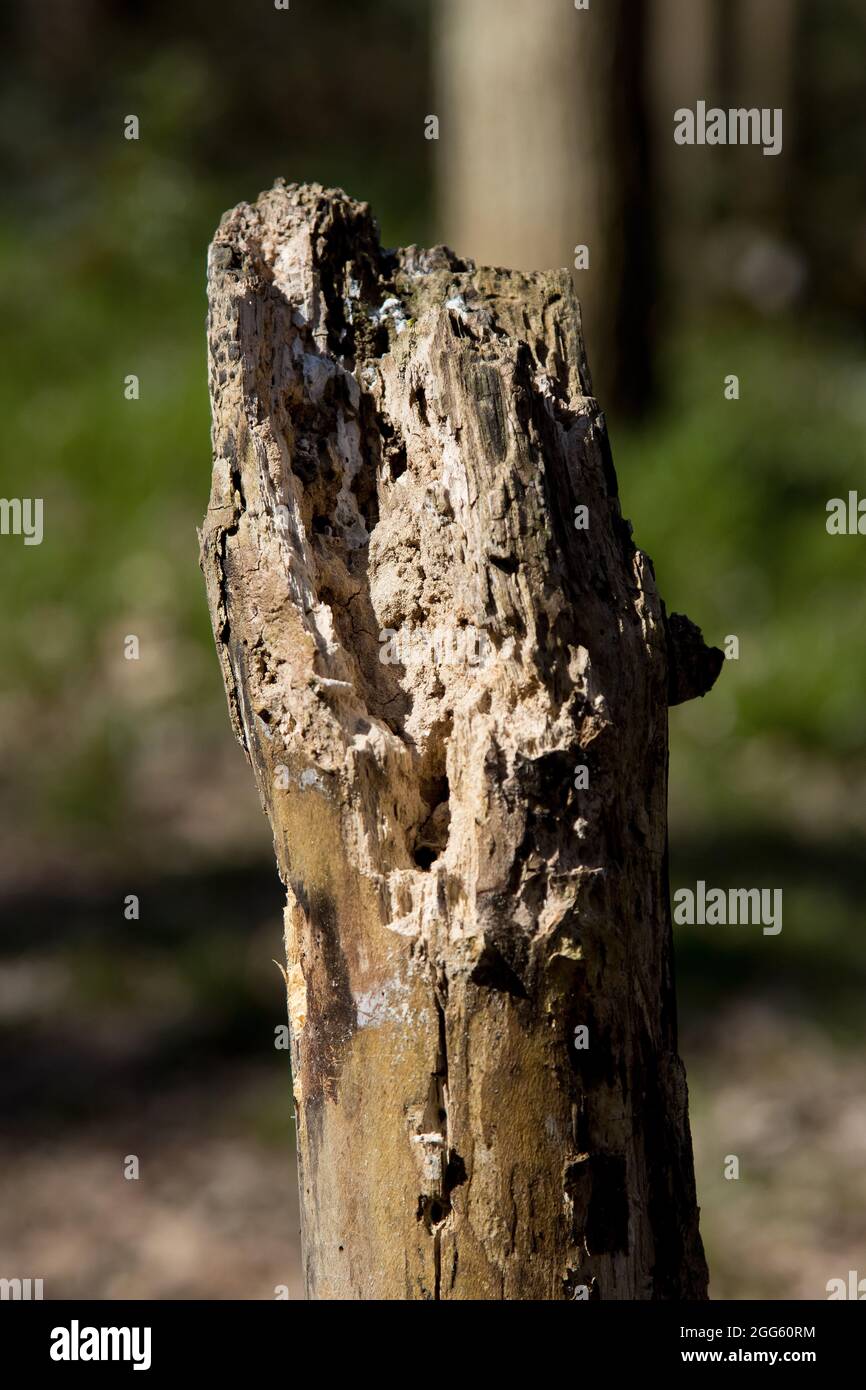 Old dead tree stump Stock Photo - Alamy