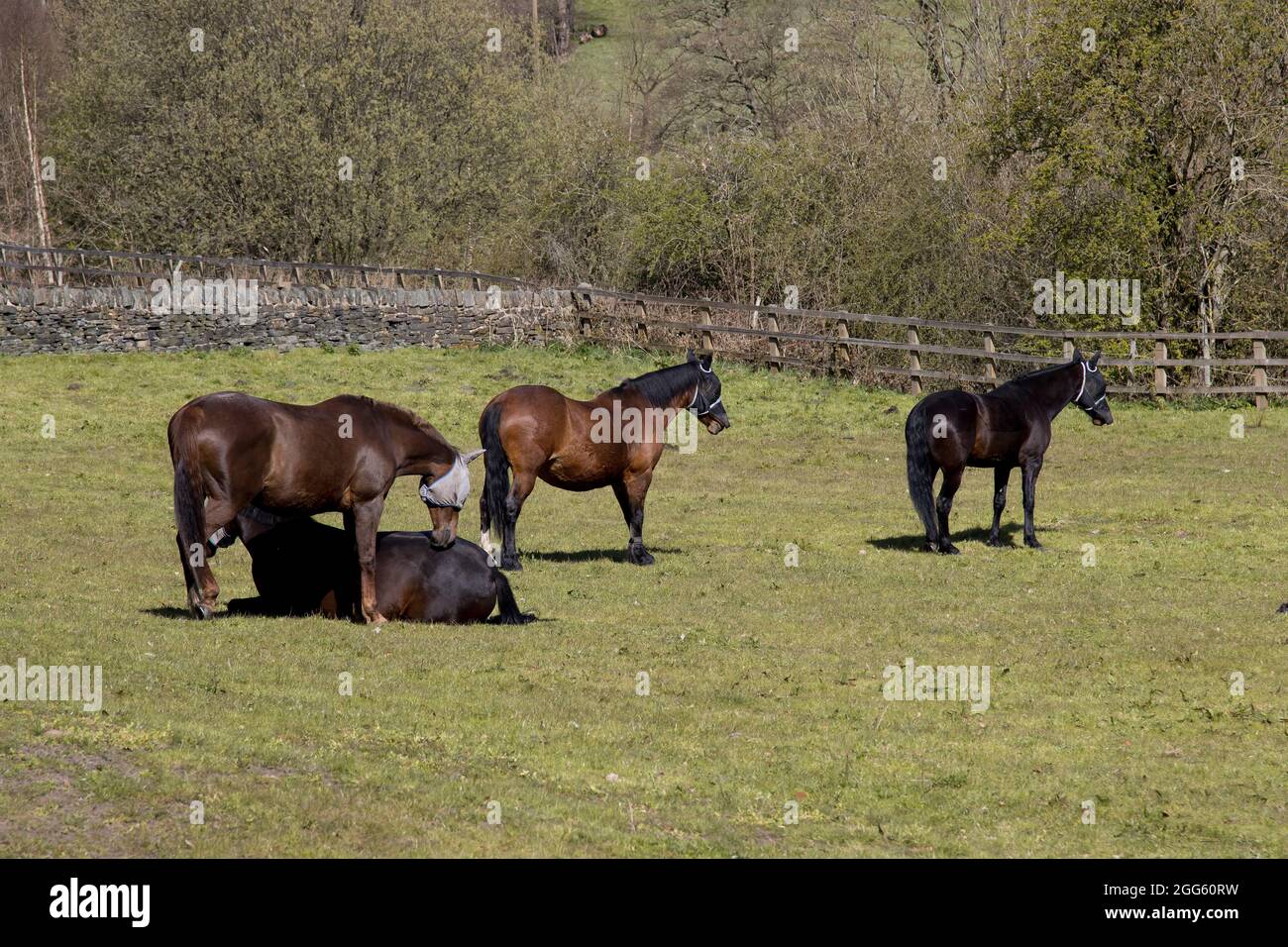 four horses in a field Stock Photo - Alamy