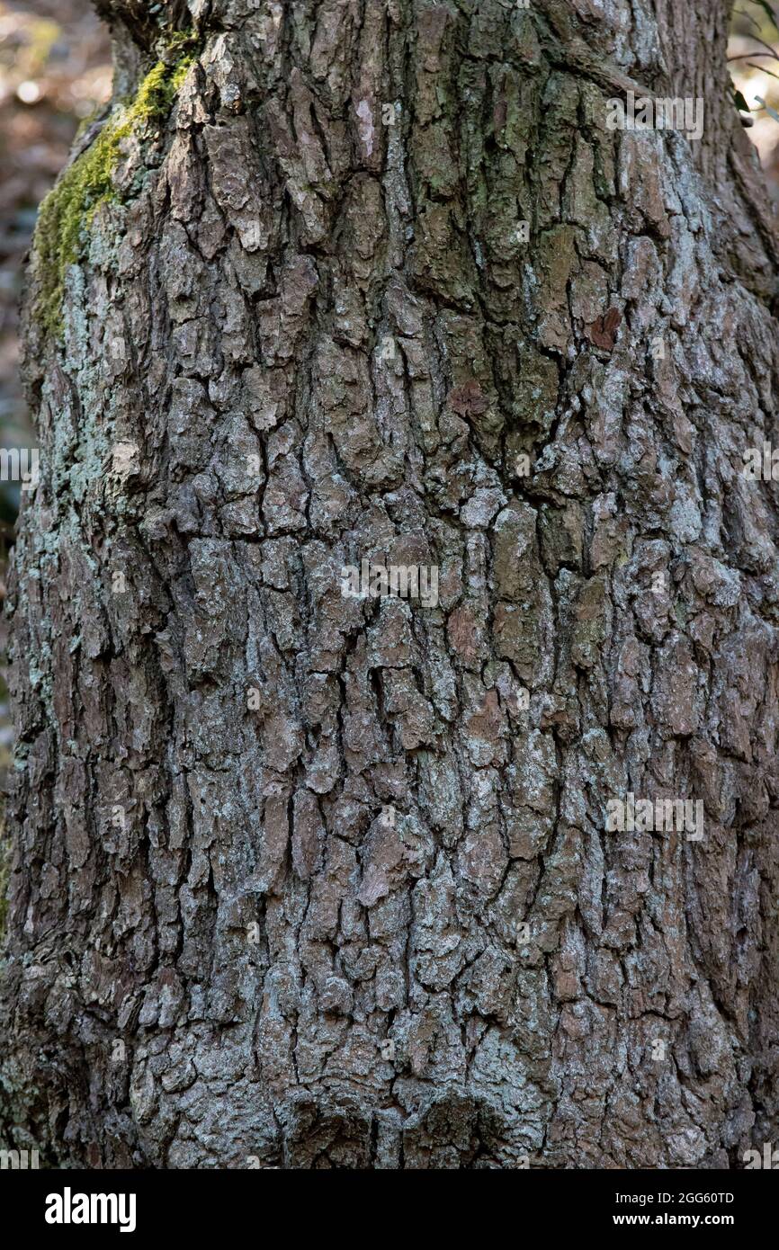 Timber close hi-res stock photography and images - Alamy