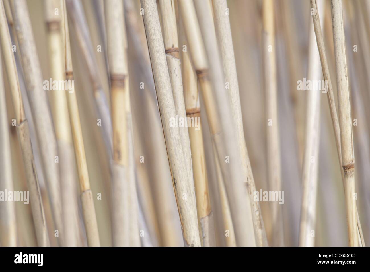Long grass texture hi-res stock photography and images - Alamy