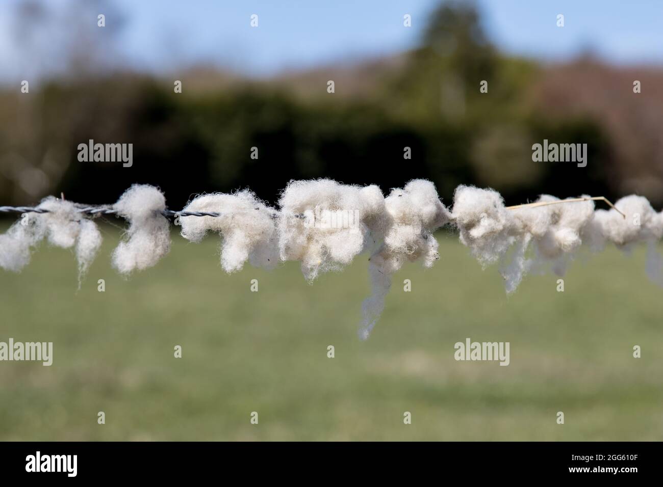 Sheeps wool on barbed wire Stock Photo - Alamy