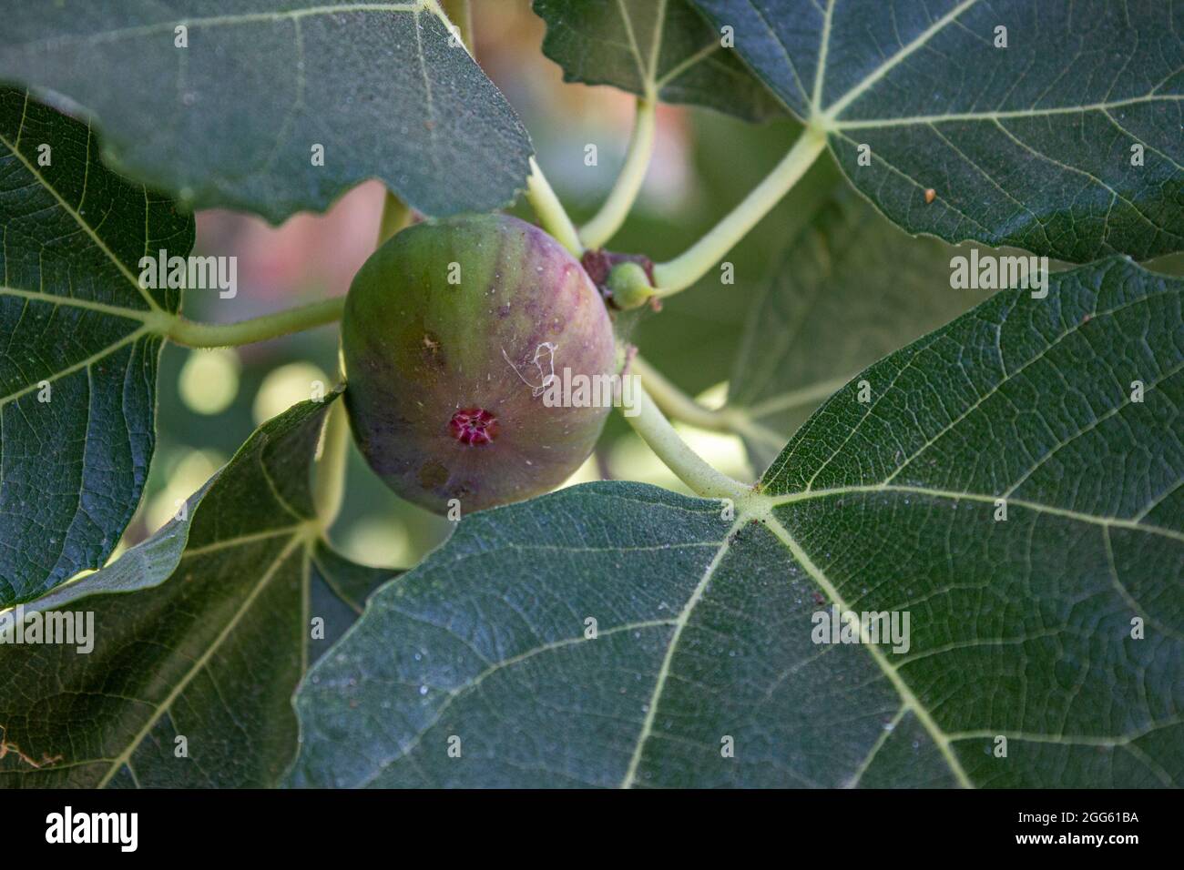 Ripe fig tree hi-res stock photography and images - Alamy