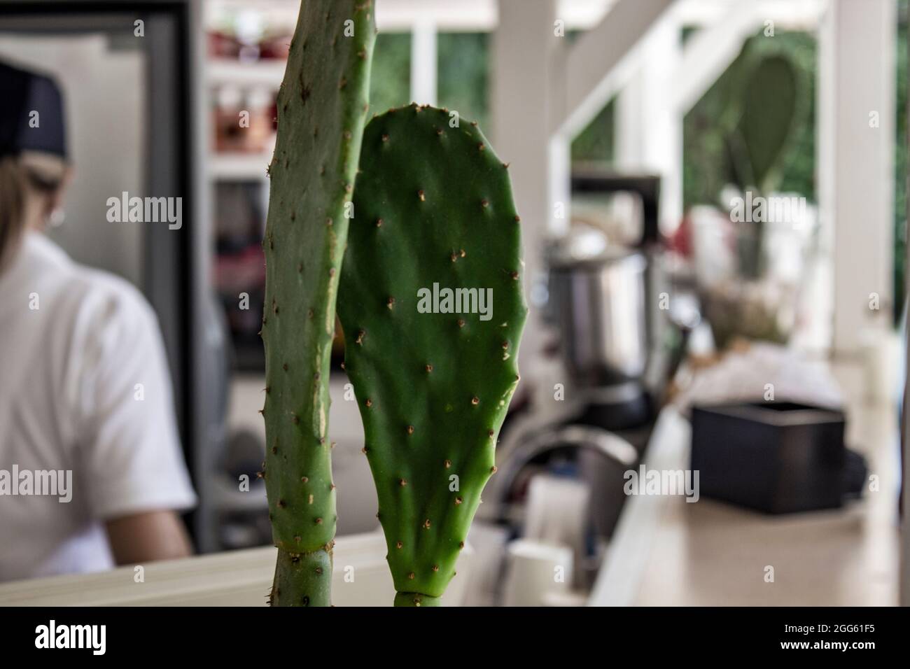 Coffee bar with the counter decorated with some cactus Stock Photo - Alamy