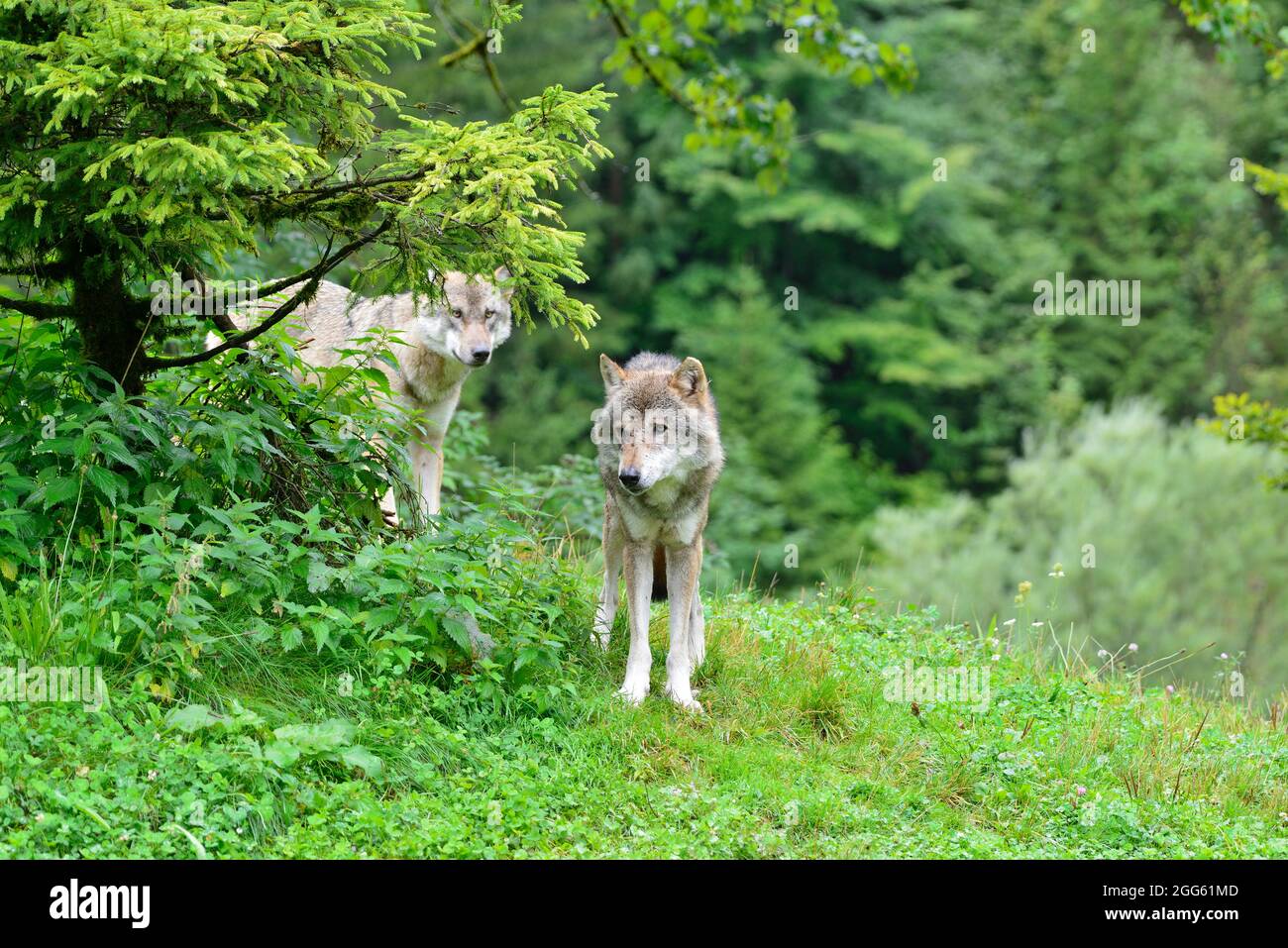 Cumberland Wildlife Park Grünau, Upper Austria, Austria. Wolf (Canis ...