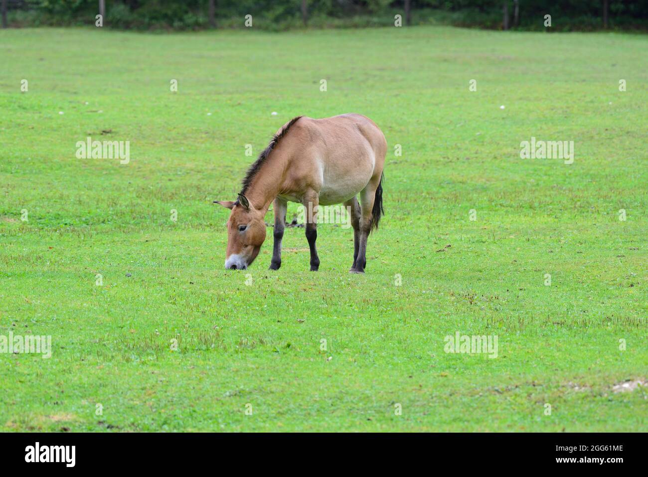Cumberland Wildlife Park Grünau, Upper Austria, Austria. Wild horse ...