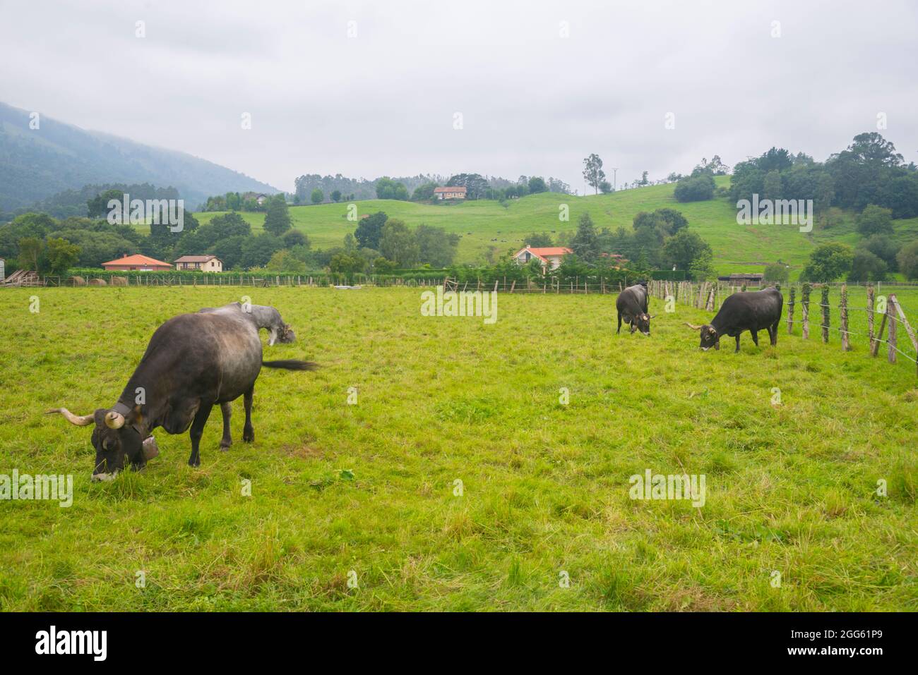 Animales vacas hi-res stock photography and images - Alamy