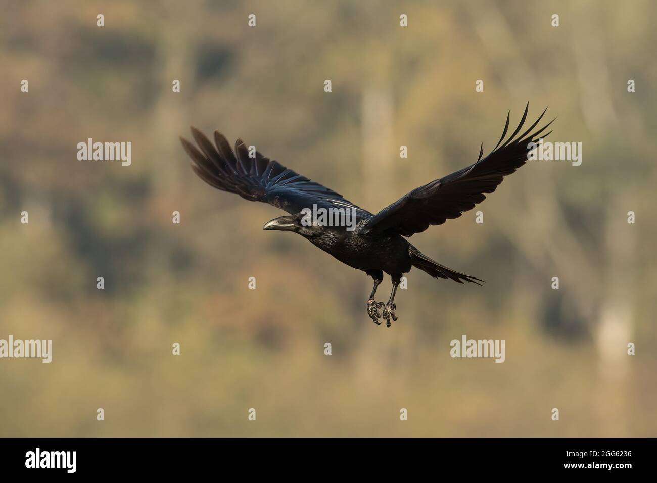 Common raven flying in autumn nature with blurred background Stock ...