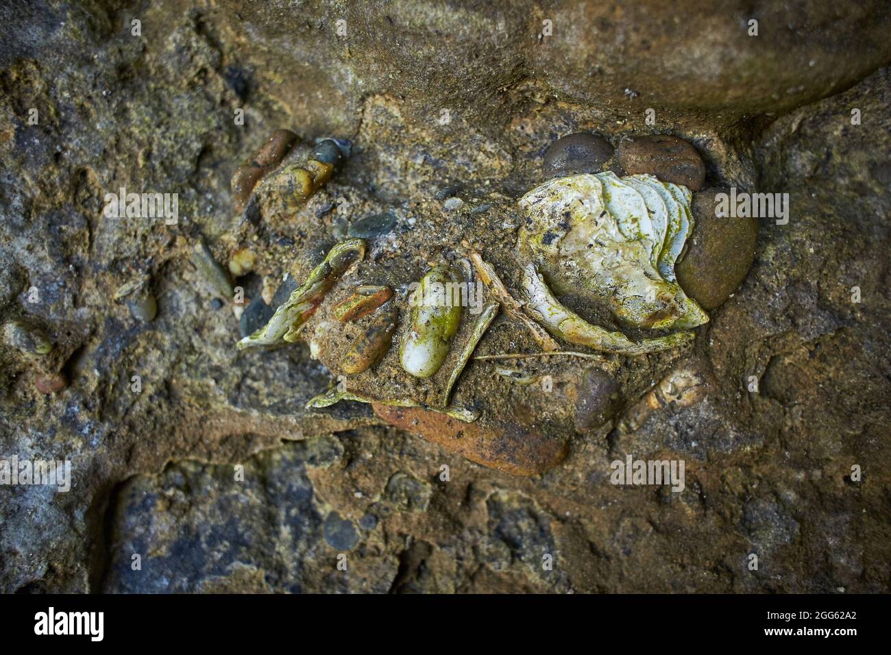 A closeup of seashells on a rock at a beach during low tide Stock Photo ...