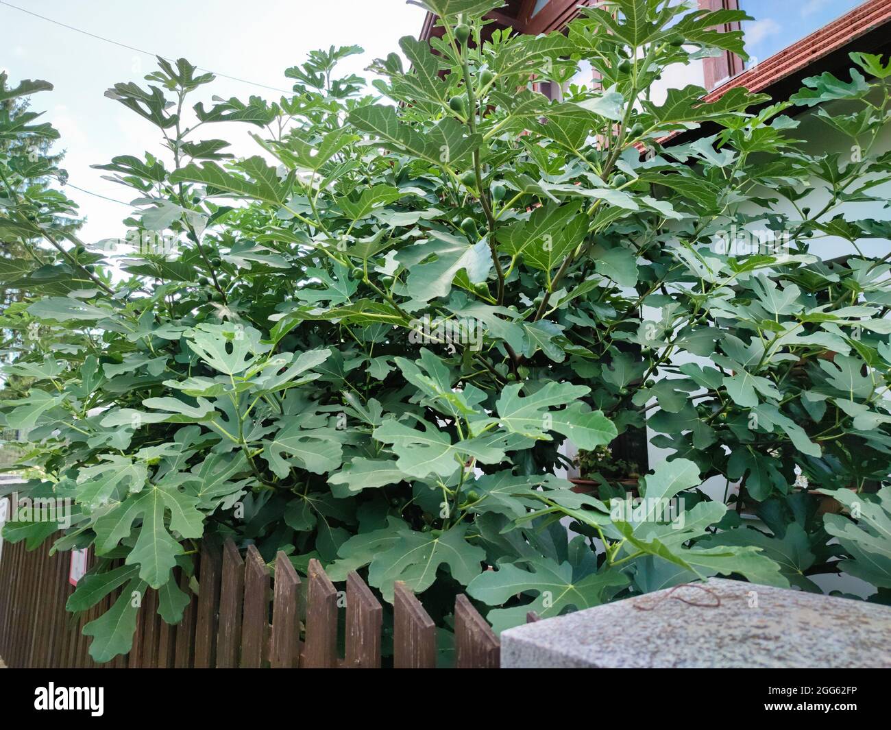 Beautiful green colored fig tree (Ficus carica) in a village garden ...