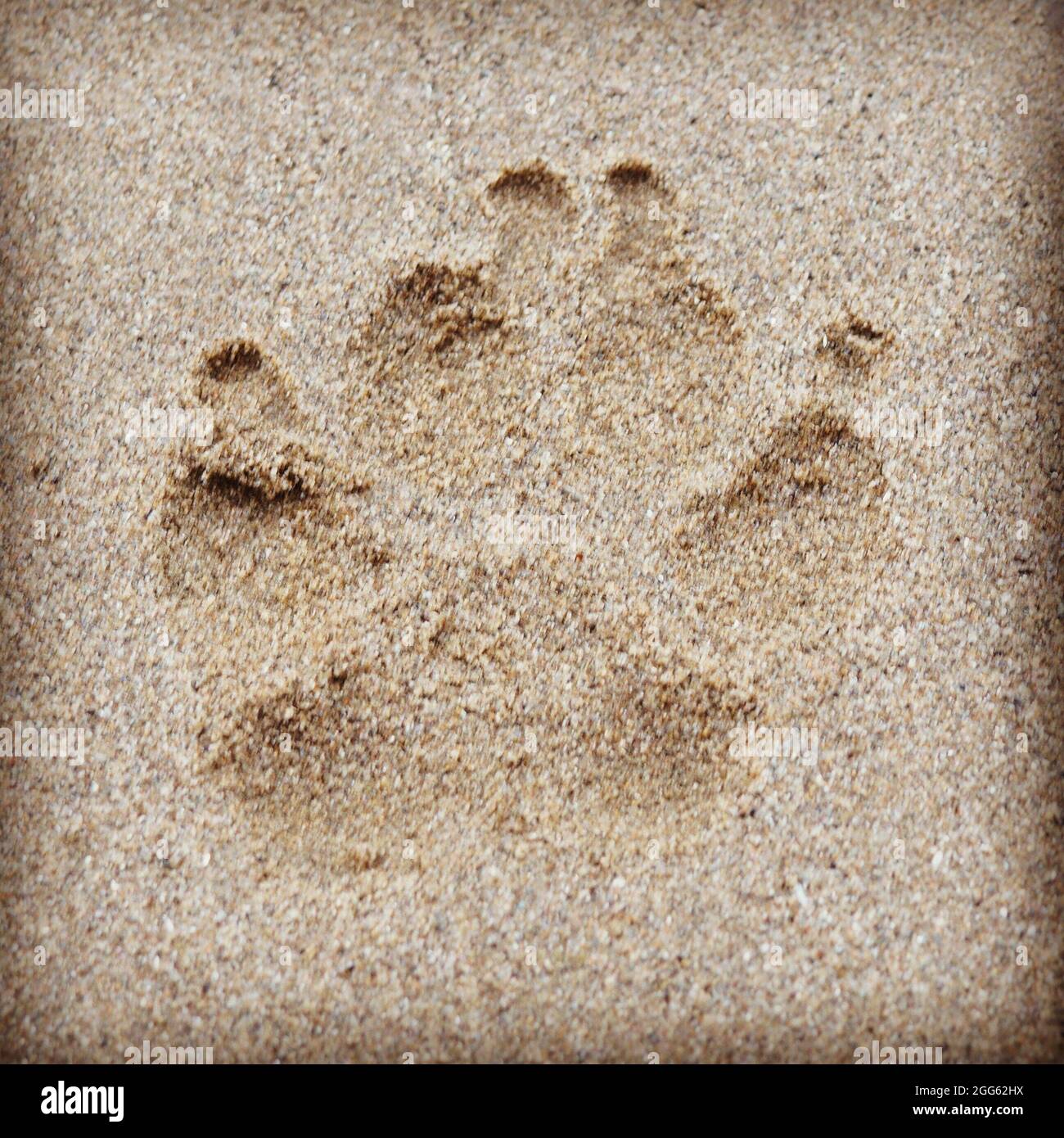 Foot print on the ground outside hi-res stock photography and images ...