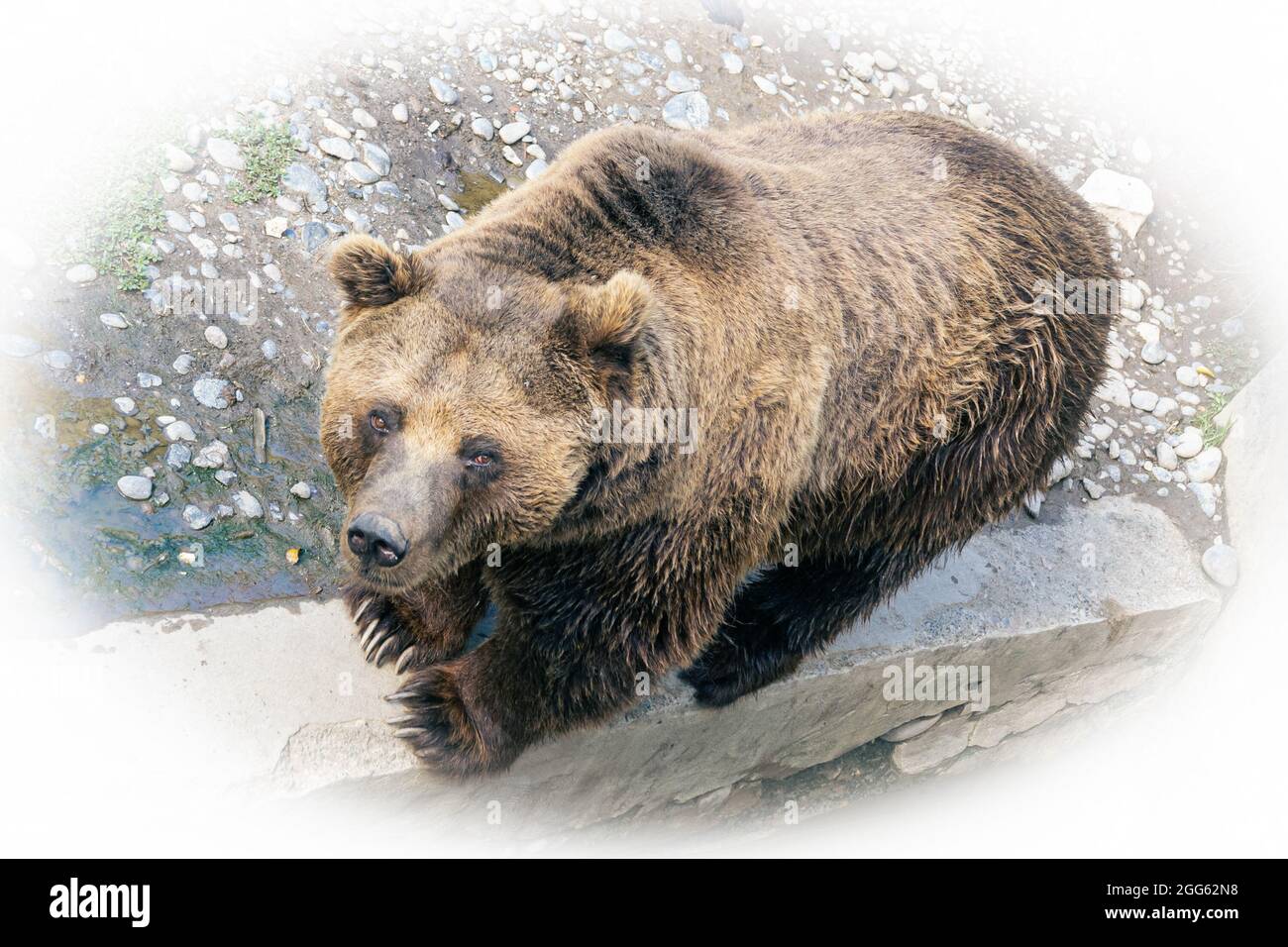 Bear looking at the camera hi-res stock photography and images - Alamy