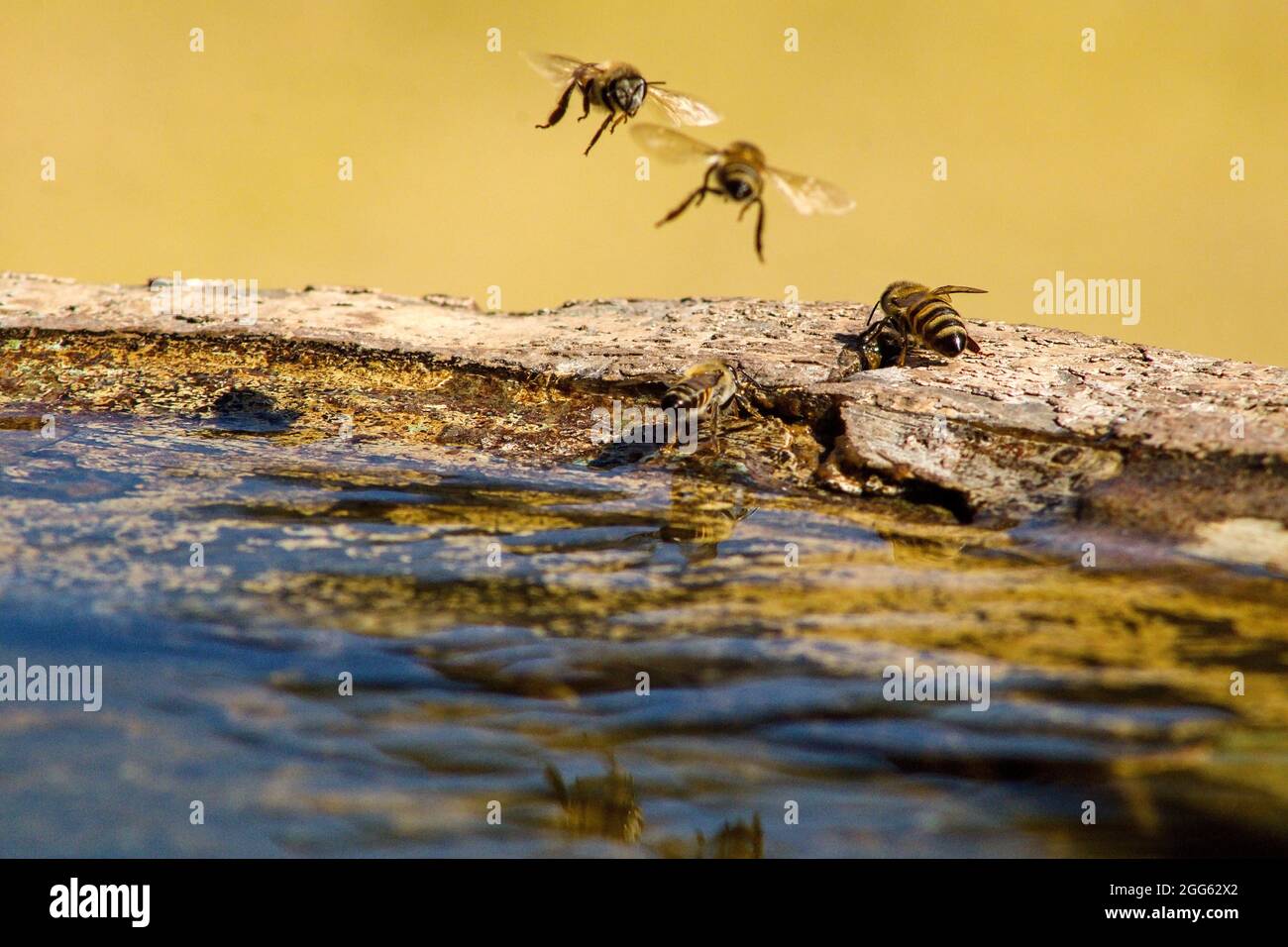 Bees fly over water hi-res stock photography and images - Alamy