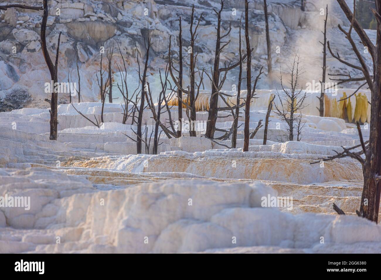 Yellowstone, Mammoth hot springs Terraces Stock Photo - Alamy