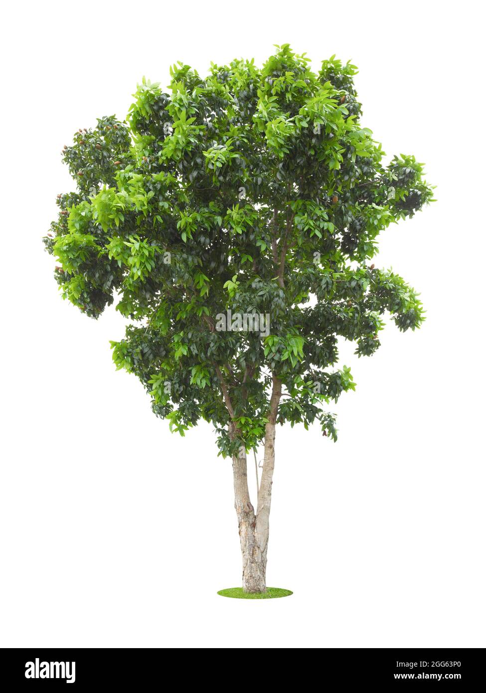 The freshness big green tree isolated on white background Stock Photo ...