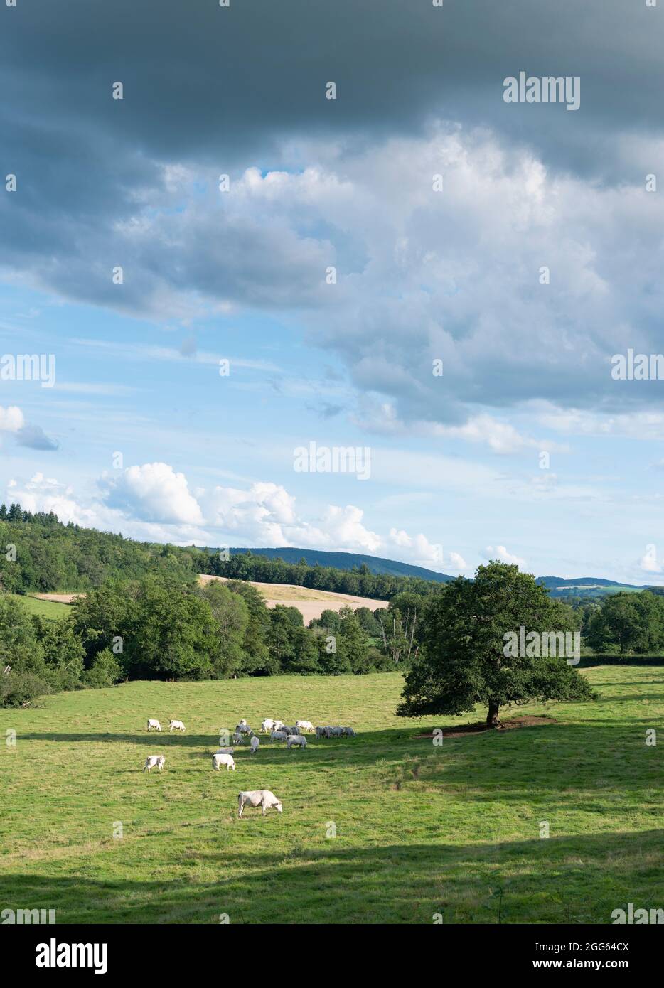 beautiful landscape of french morvan with green grassy fields and ...
