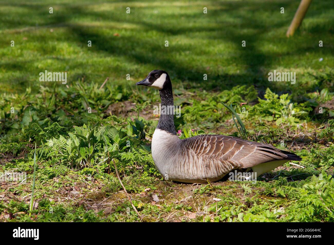Adult Canada Goose Stock Photo - Alamy