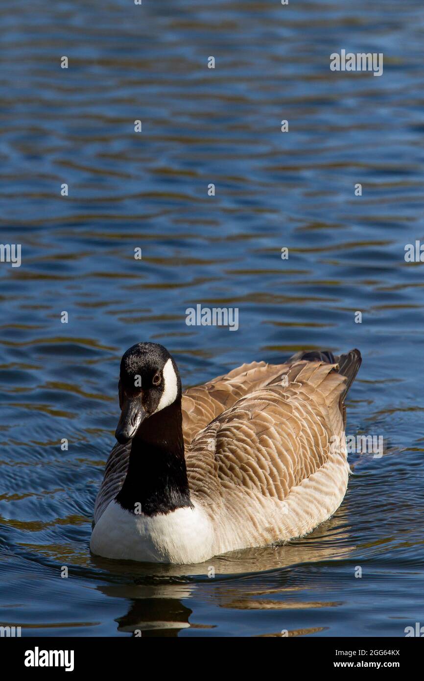 Adult Canada Goose Stock Photo - Alamy