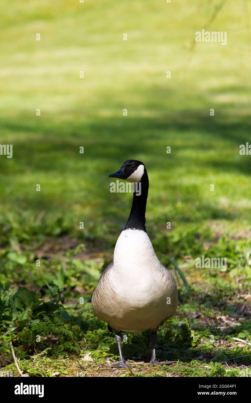 Father goose hi-res stock photography and images - Alamy