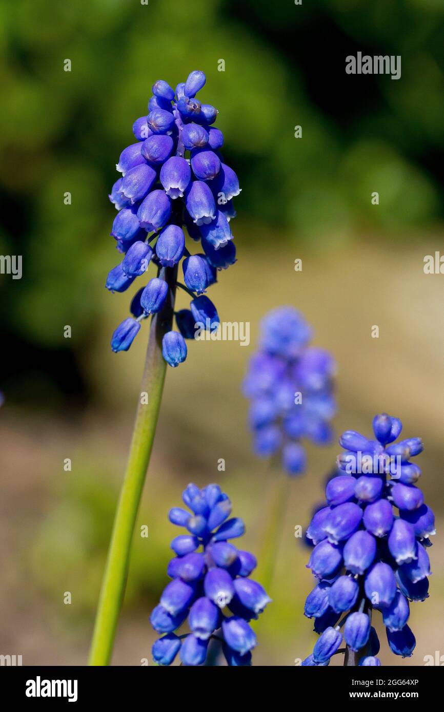 Pretty muscari plants hi-res stock photography and images - Alamy