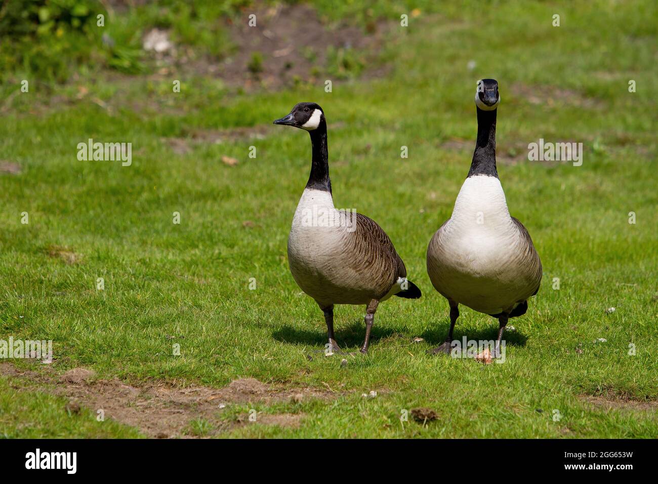 Goose gander hi-res stock photography and images - Alamy