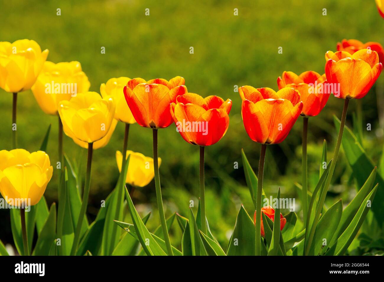 Enchanting tulips hi-res stock photography and images - Alamy