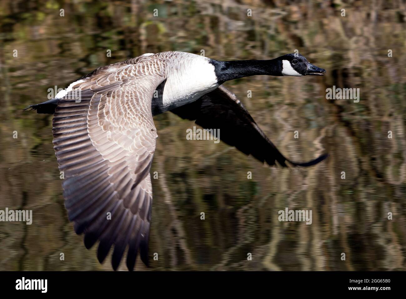 Canada geese flying over water Stock Photo - Alamy