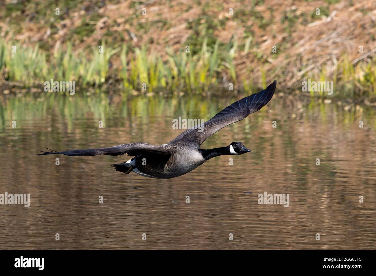 Canada geese flying over water hi-res stock photography and images - Alamy