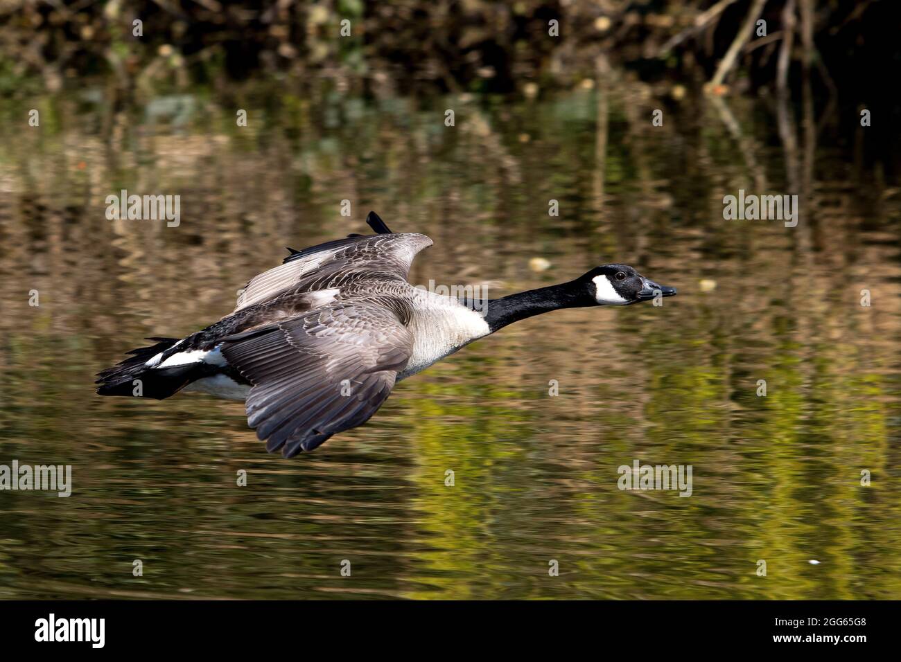 Canada geese flying over water Stock Photo - Alamy