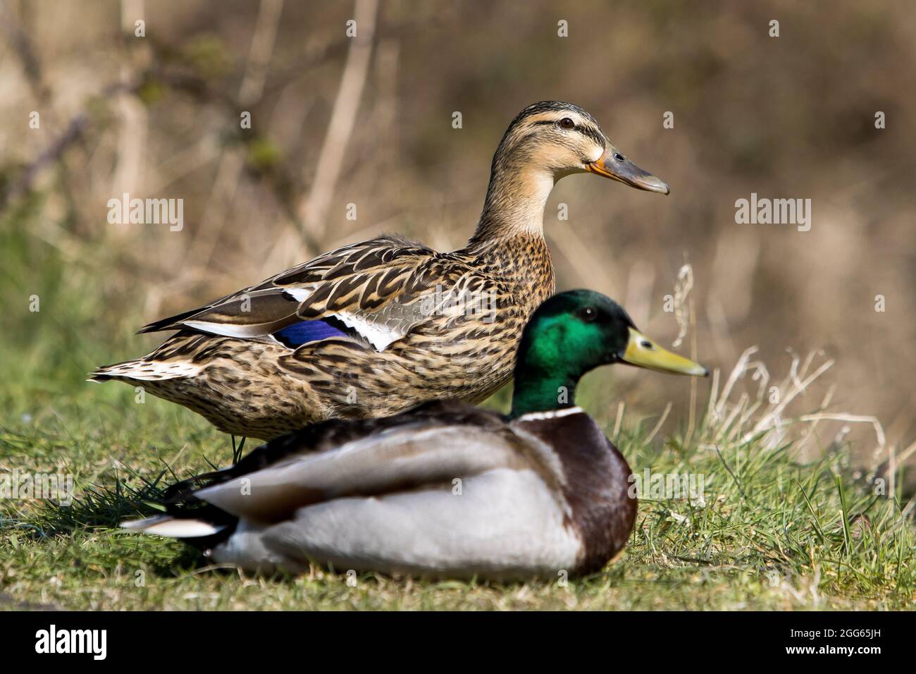 pair (male and female) of mallard ducks Stock Photo - Alamy