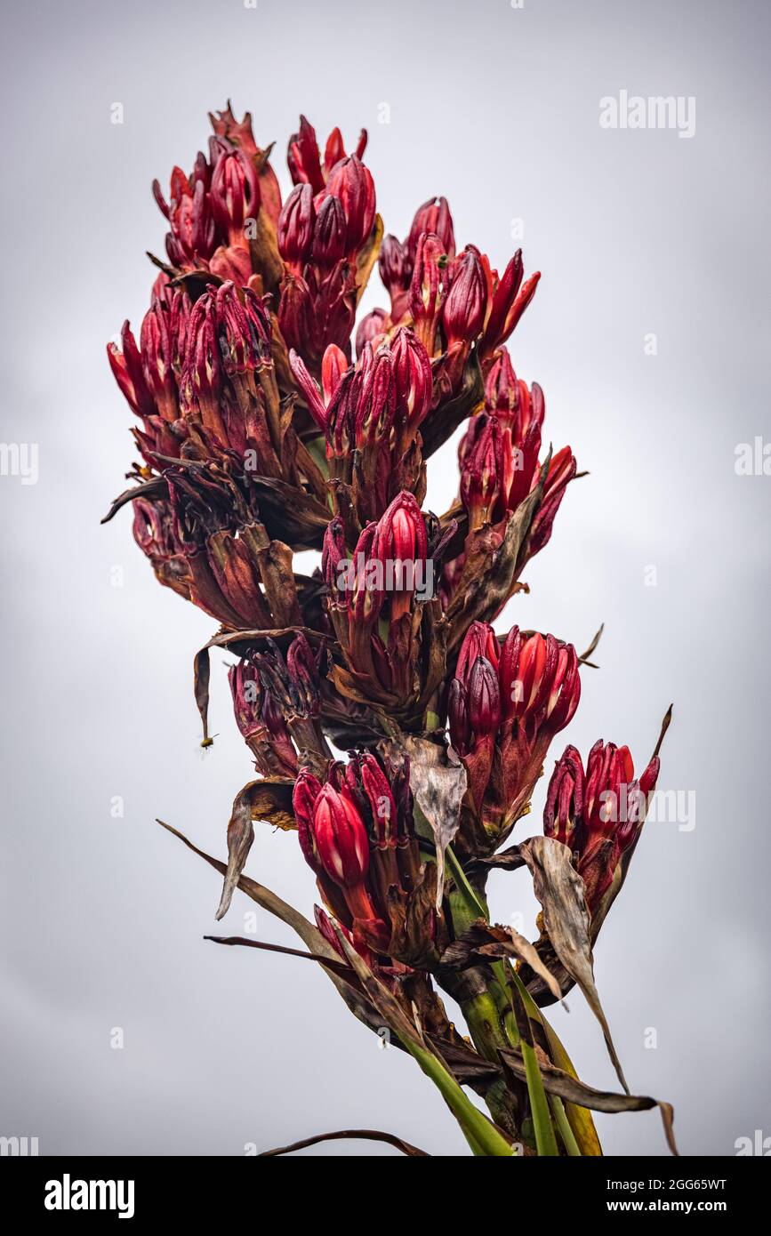 Flowers and buds on a single stem hi-res stock photography and images ...