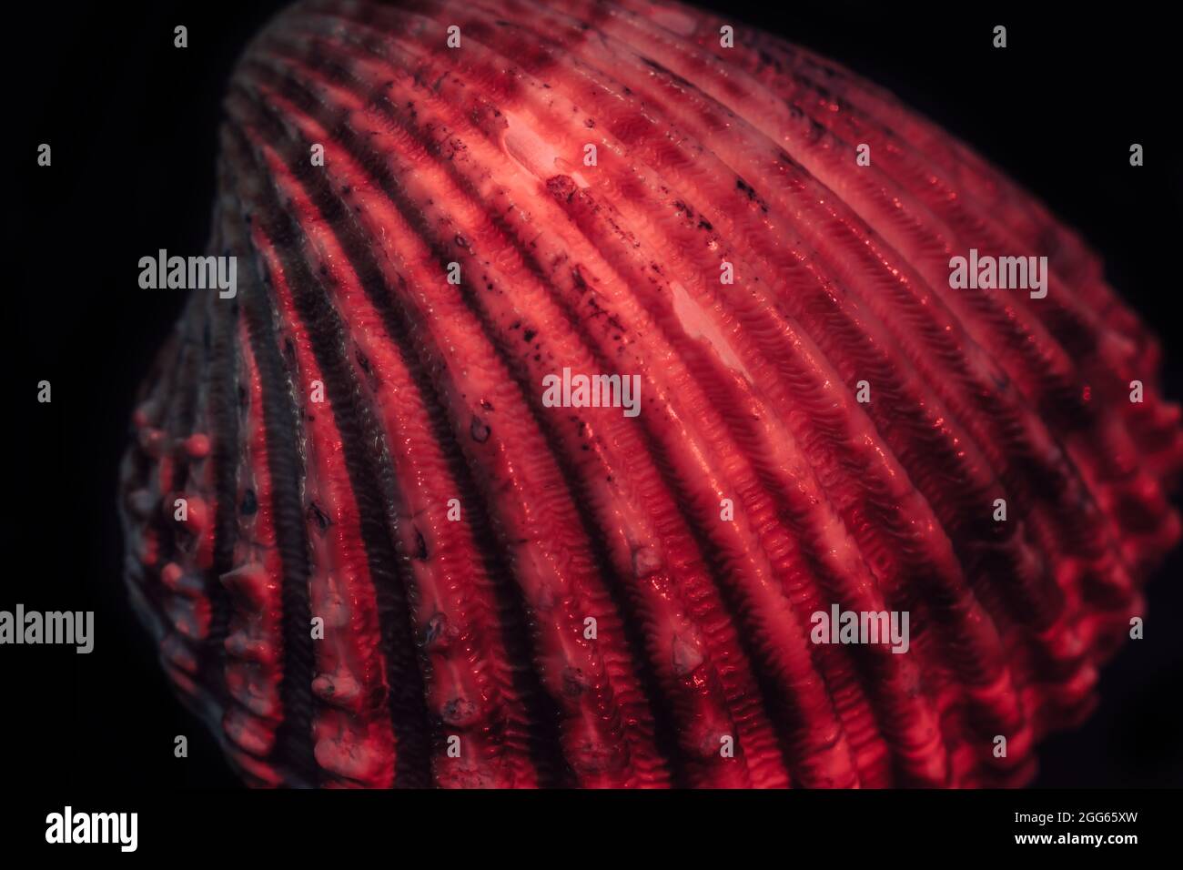 Close up Beautiful sea old seashells in red light. Minimalism retro ...