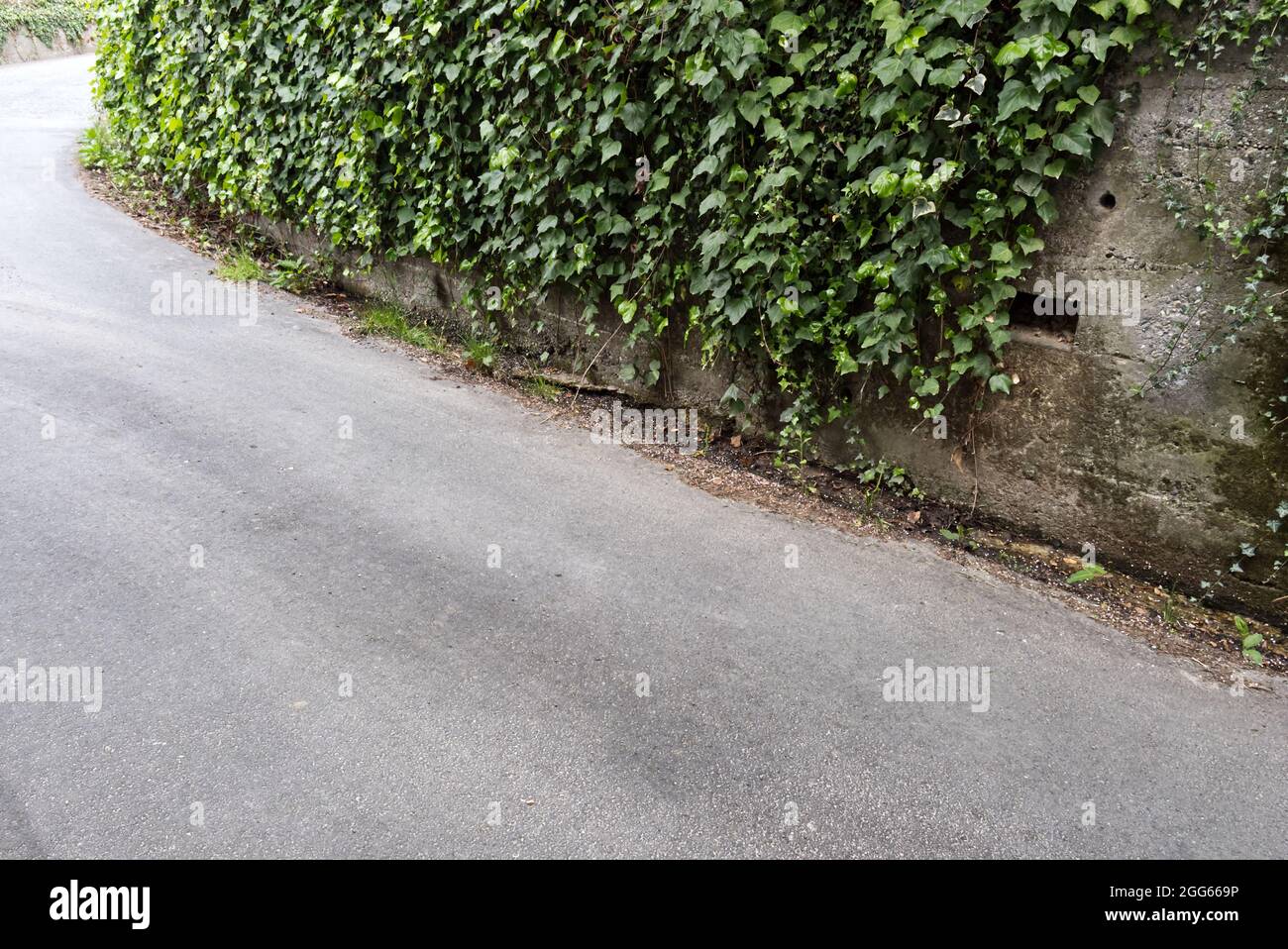 paved road with bank covered with wild ivy Stock Photo - Alamy