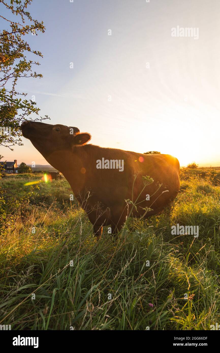Golden cow hi-res stock photography and images - Alamy