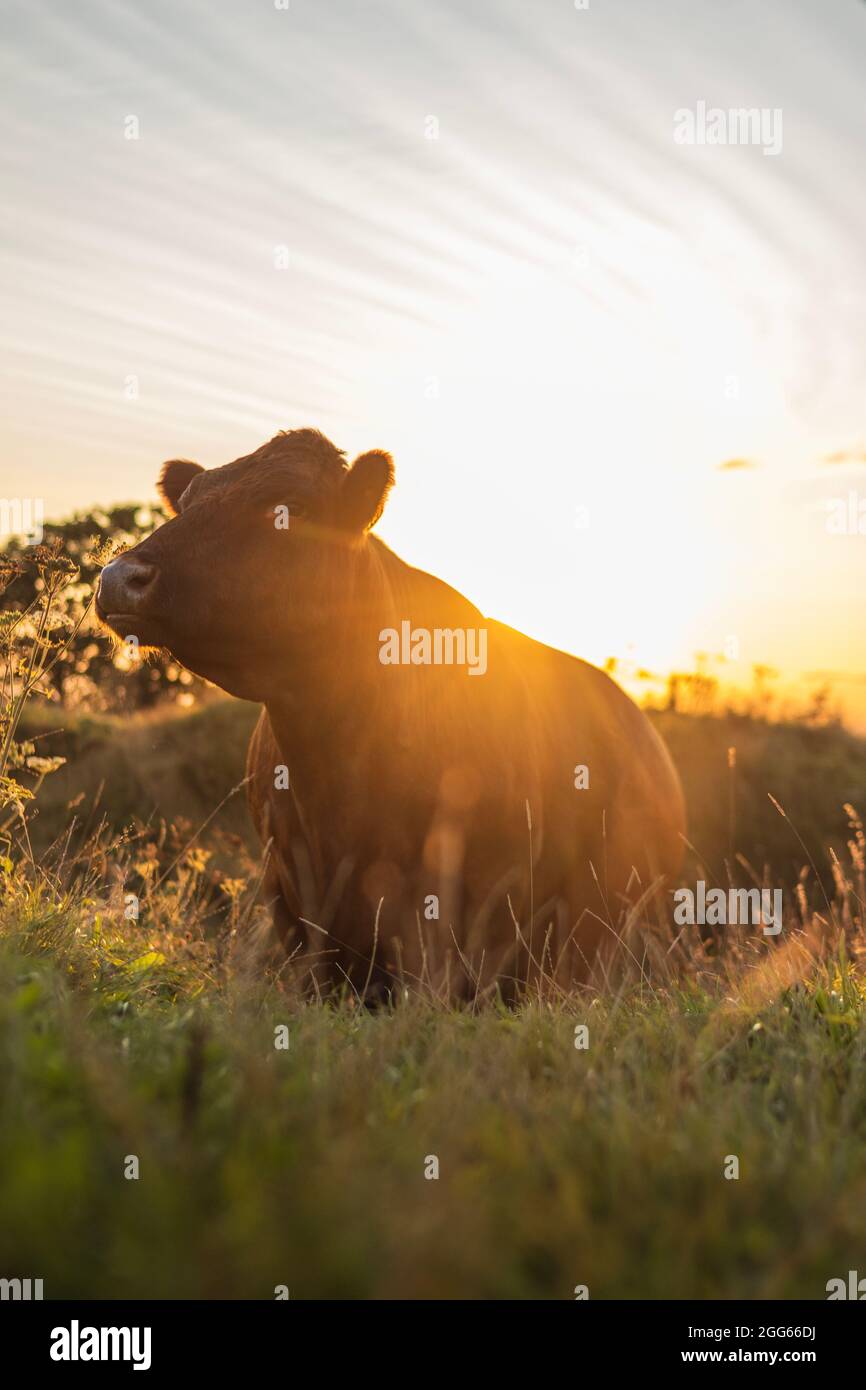 Golden cow hi-res stock photography and images - Alamy