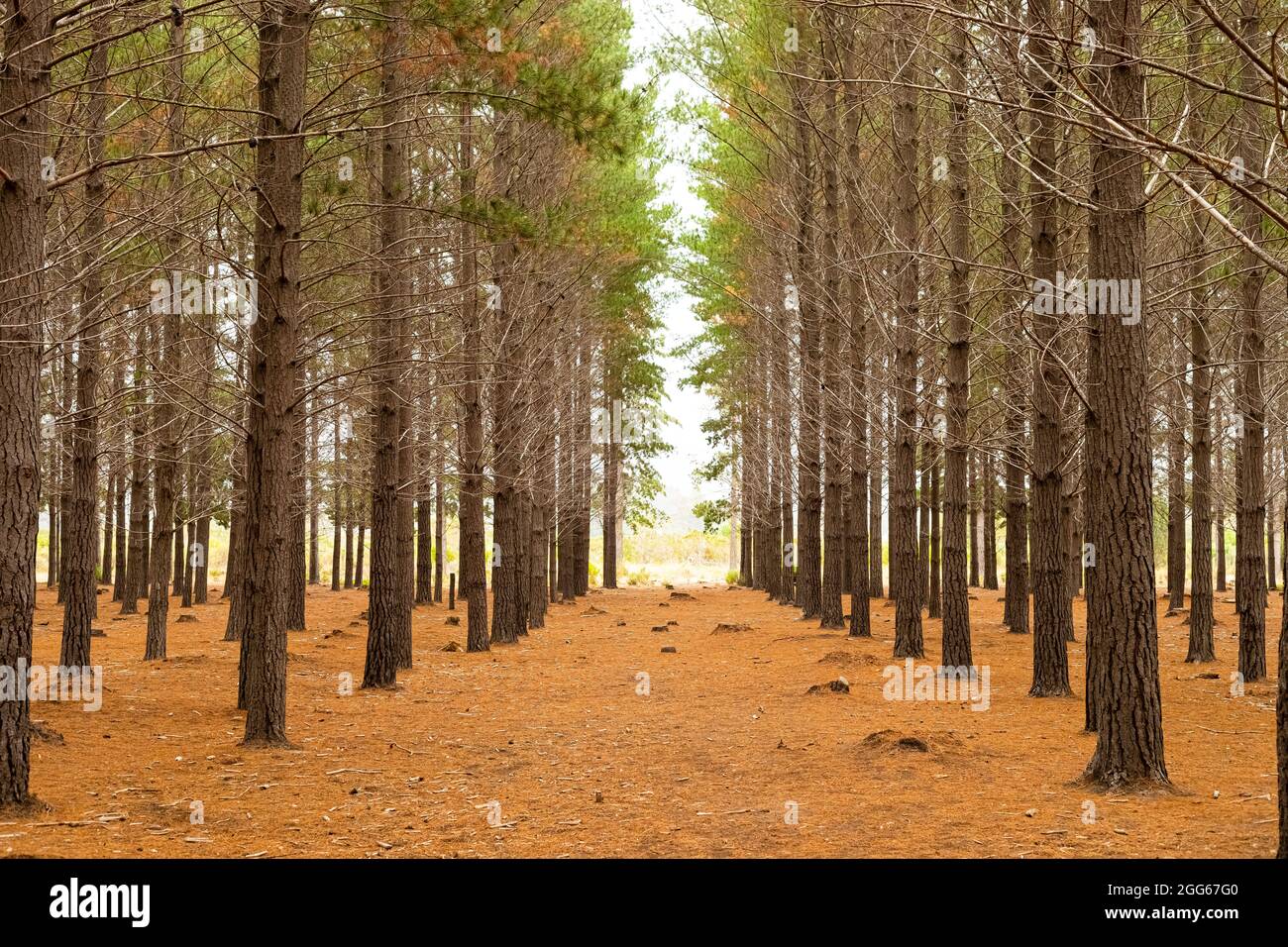Rows of trees in a Pine Forest Plantation in Cape Town, South Africa ...
