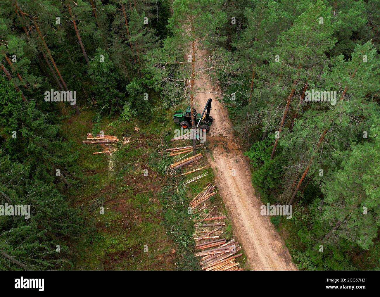Forest harvester during sawing trees in a forest. Forestry tree ...