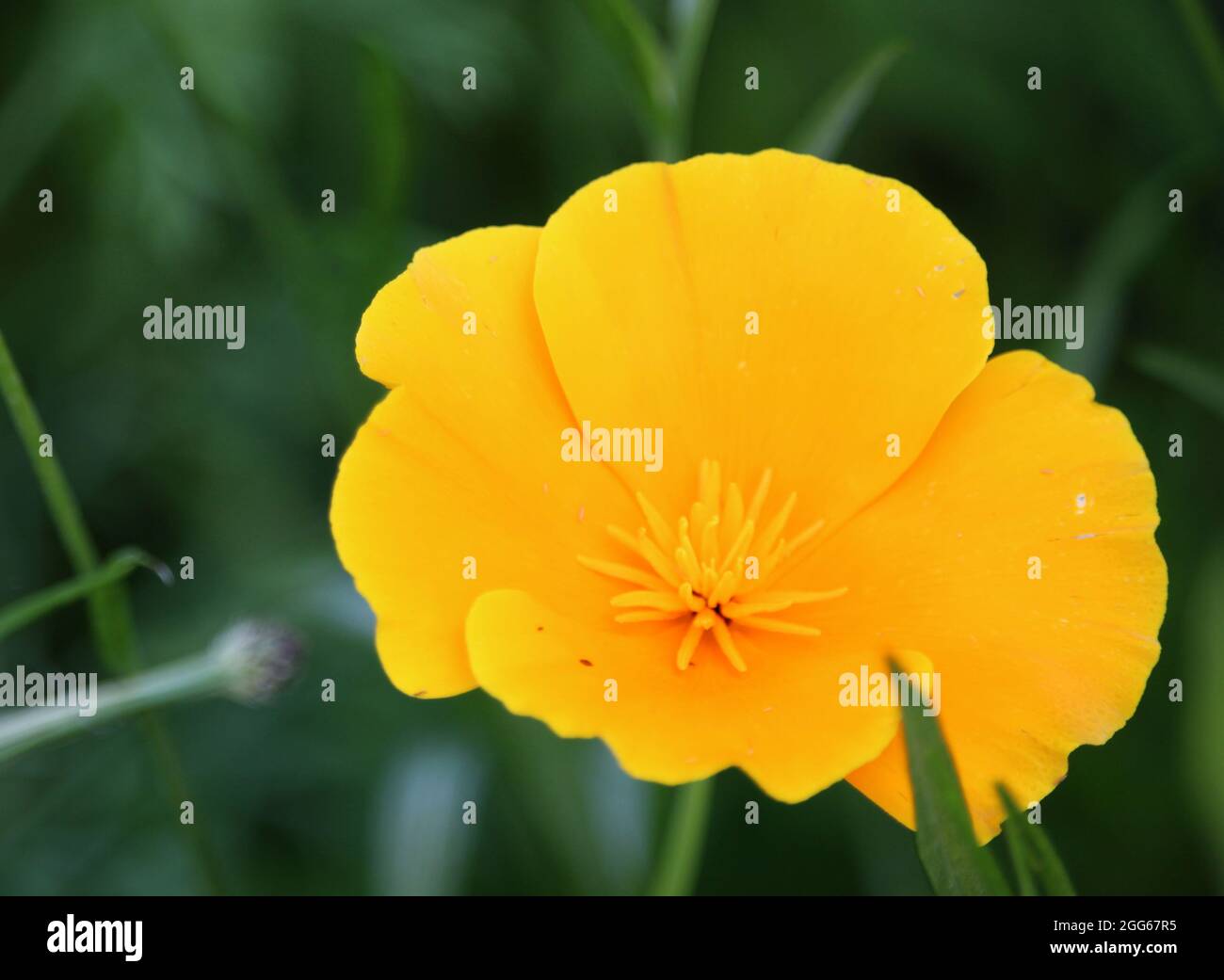 Zoomed in flowers hi-res stock photography and images - Alamy