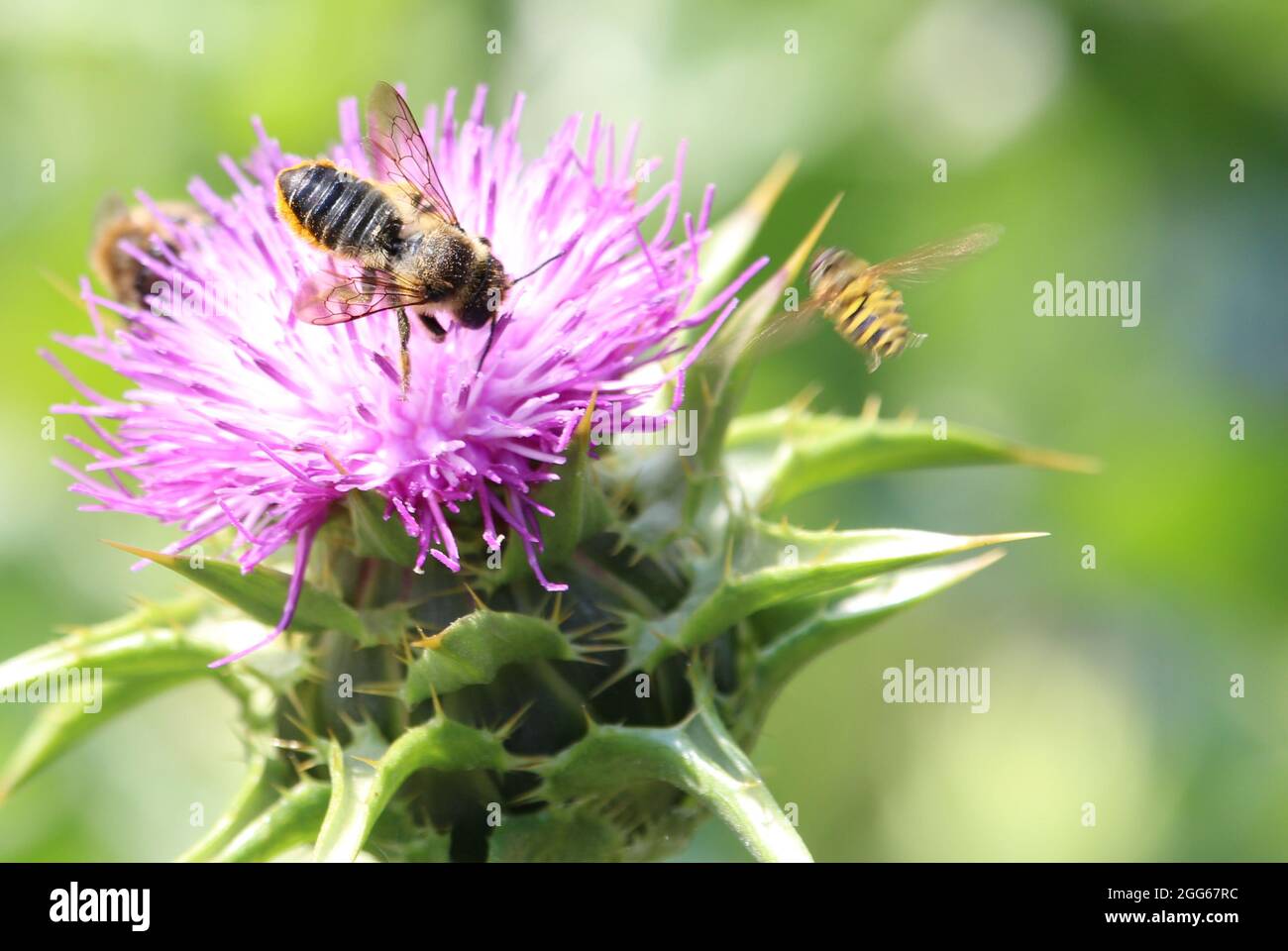A photograph of honey bees on a brassica flower in a garden Stock Photo ...