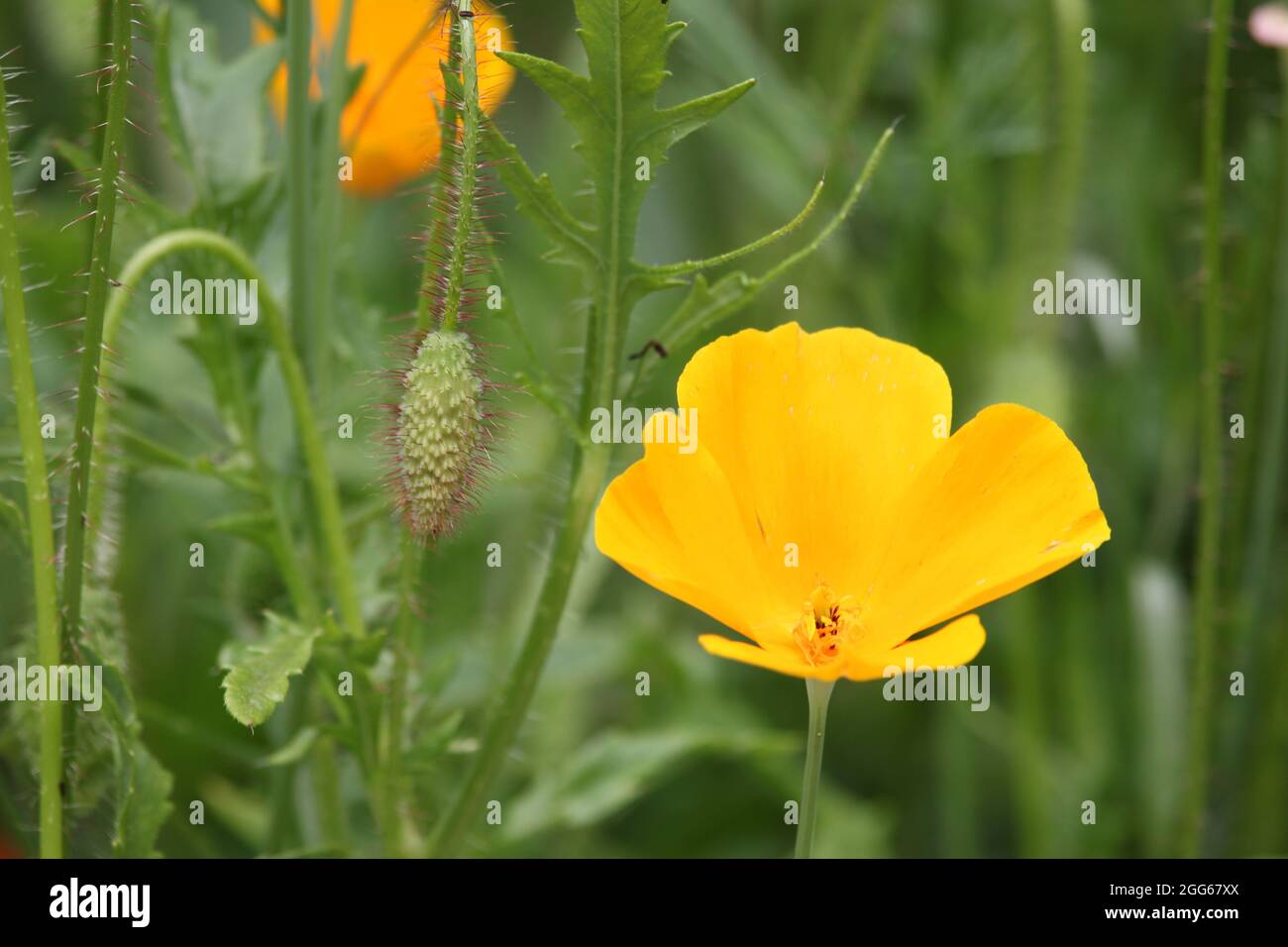 A photograph of yellow California poppies in a garden Stock Photo - Alamy