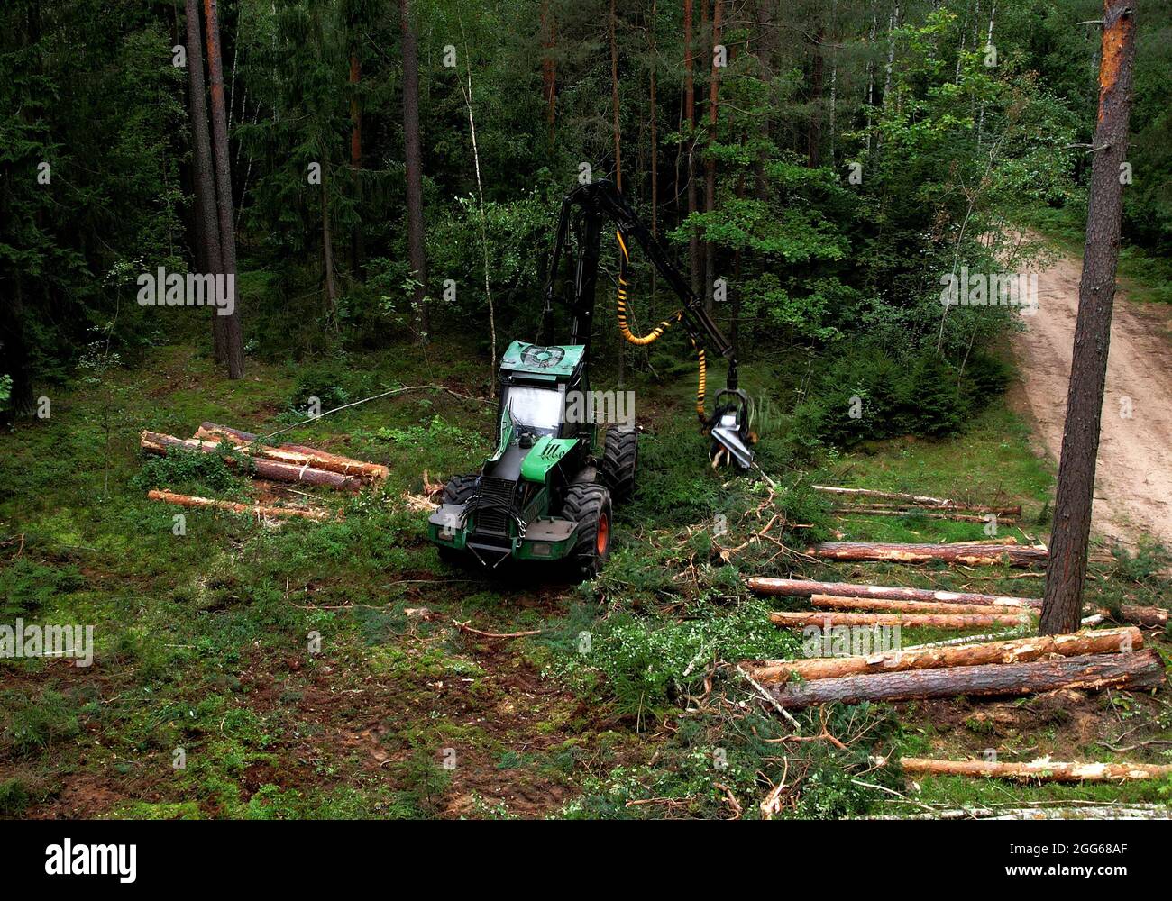 Forest harvester during sawing trees in a forest. Forestry tree ...