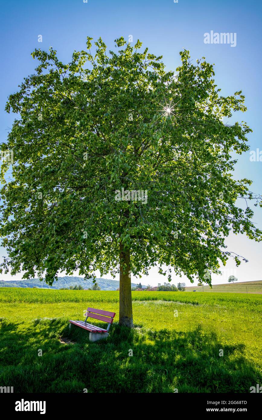A bench in the shade under a tree in summer Stock Photo - Alamy