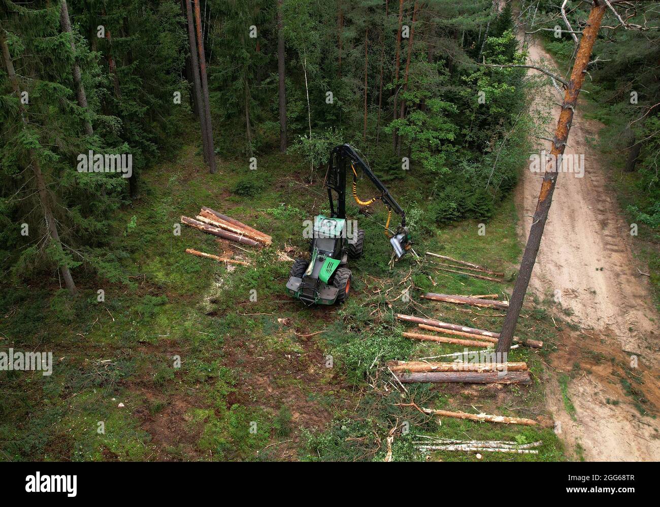 Forest harvester during sawing trees in a forest. Forestry tree ...