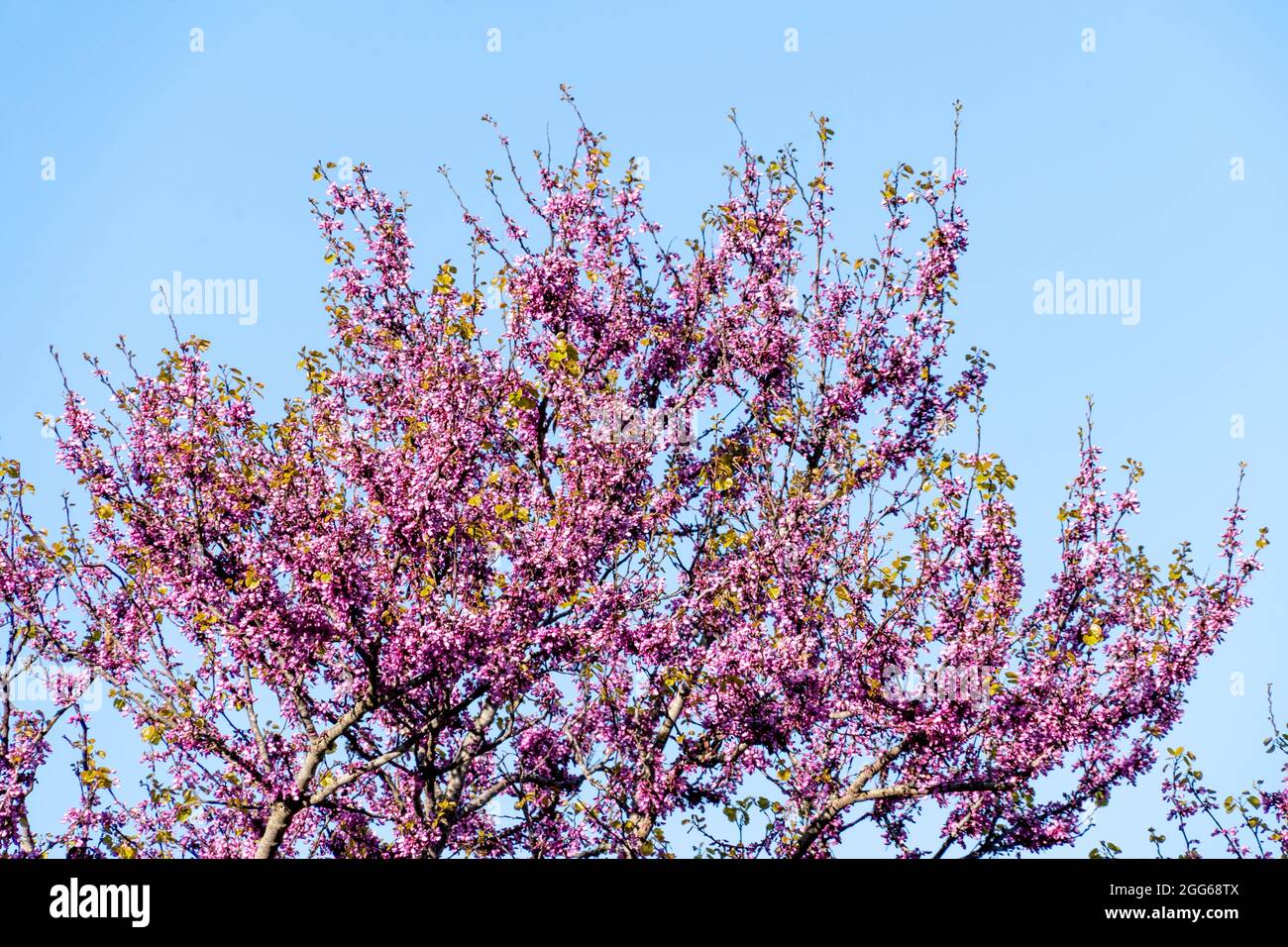 Almond tree spring blooming hi-res stock photography and images - Alamy