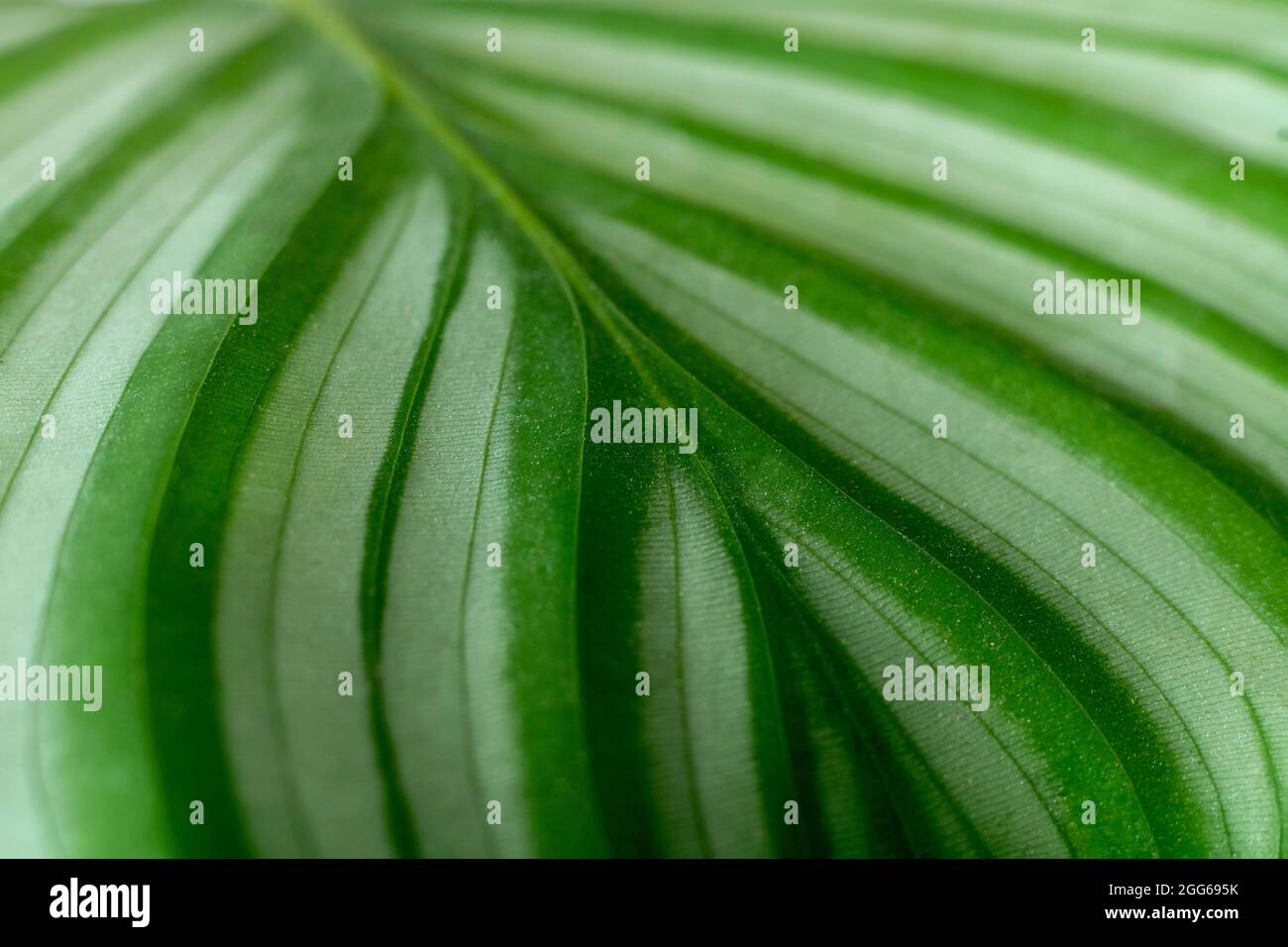 Calathea plant. Green leaf nature concept tropical exotic background ...